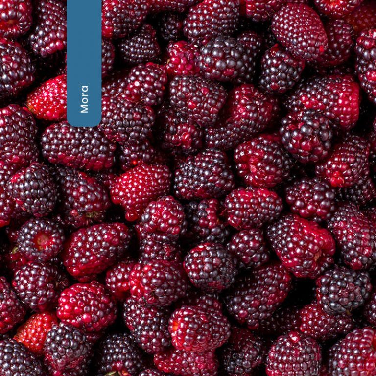 Pulpa de Mora – Alimentarte Food Service